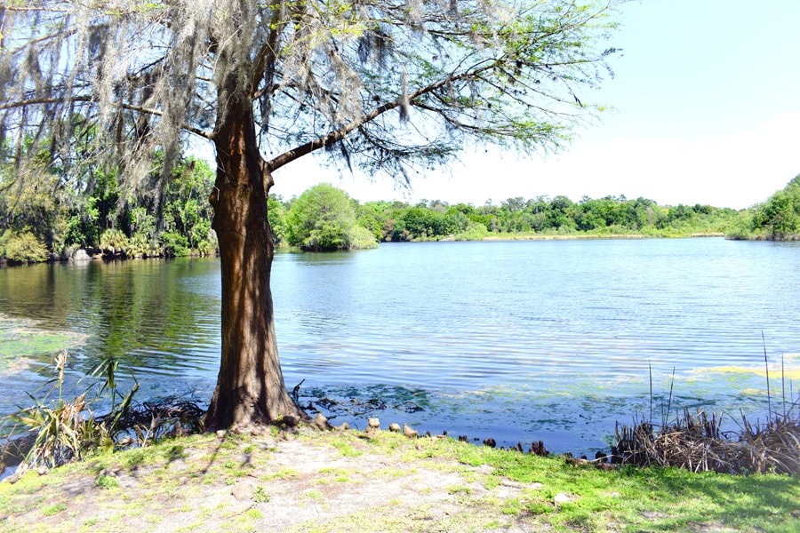 Lake Alice Gainesville Night Lake Alice Conservation Area At UF