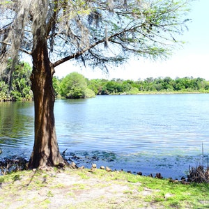 University of Florida Lake Alice UF Gator Campus Gainesville College ...
