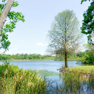 University of Florida Lake Alice UF Gator Campus Gainesville College ...
