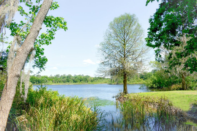 University of Florida Lake Alice UF Gator Campus Gainesville College ...