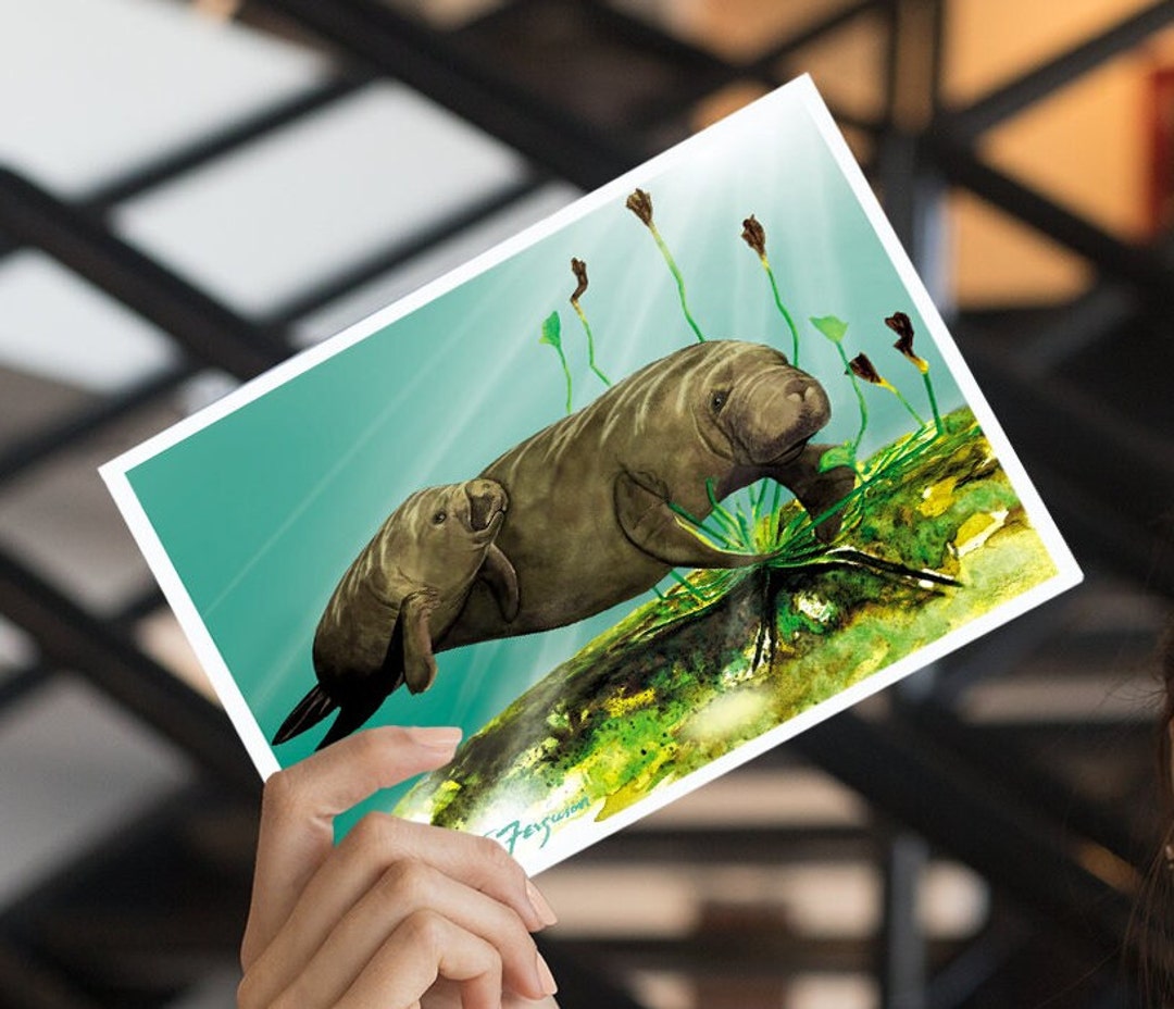 Manatee Notecard Gift Set of Original Watercolor Florida Manatee Card ...