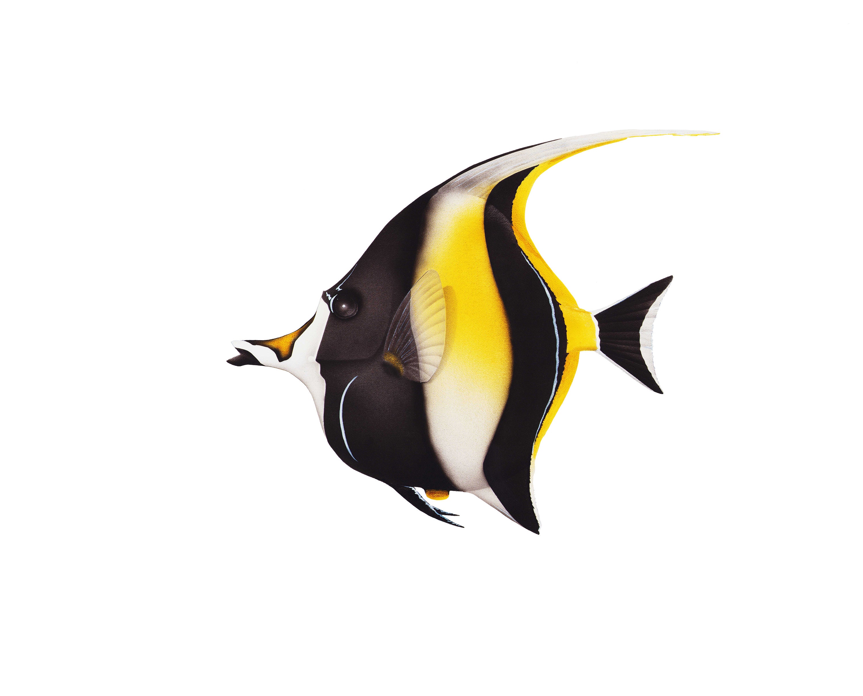 Moorish Idol Fish Print for Wall Decor Saltwater Aquarium Fish Art ...