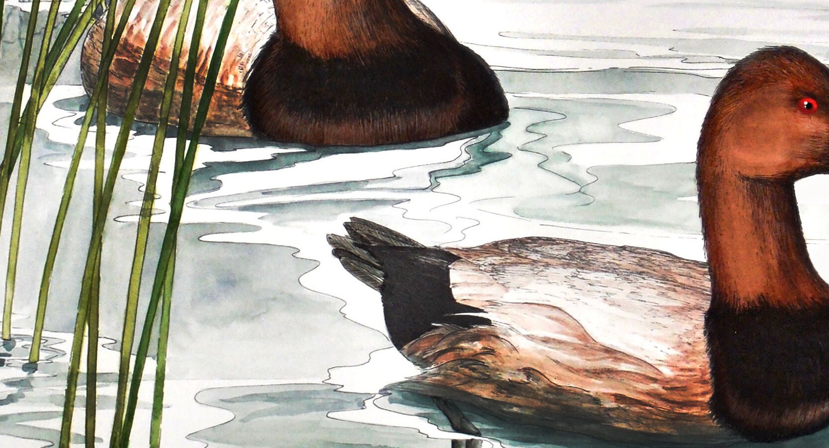 Red Head Duck Art Print for Wall Decor Duck Art Lover of Watercolor ...