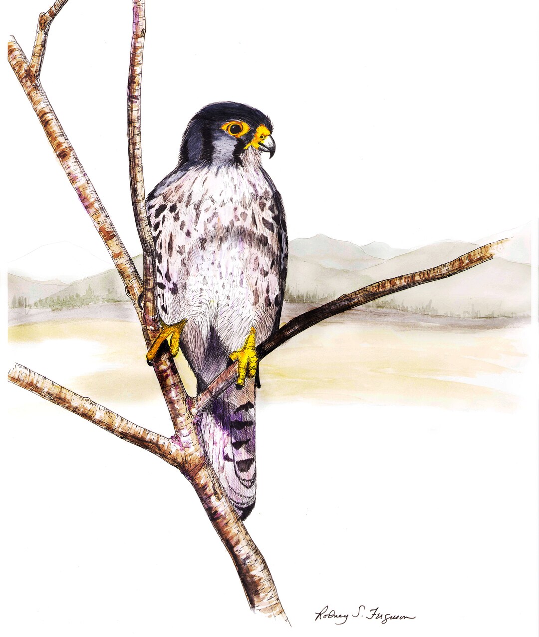 Peregrine Falcon Art Print Audubon Gift Set for Mom of Unique ...