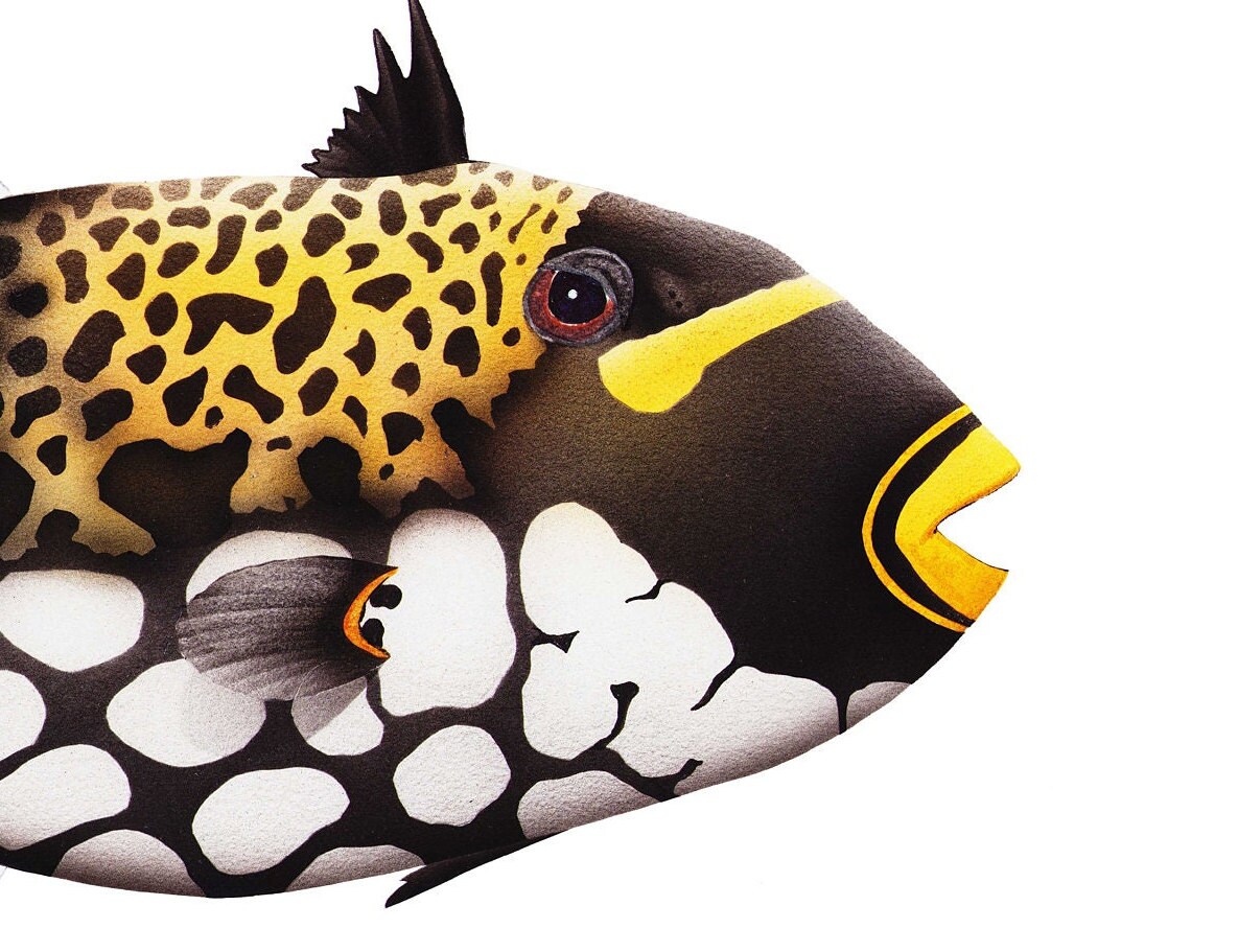 Clown Triggerfish Print for Christmas Wall Decor Balistoides ...