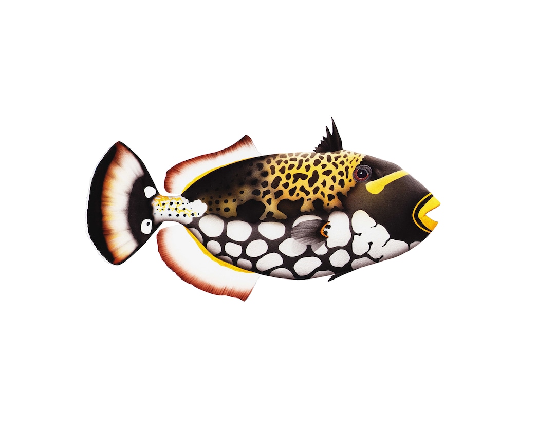 Clown Triggerfish Print for Christmas Wall Decor Balistoides ...