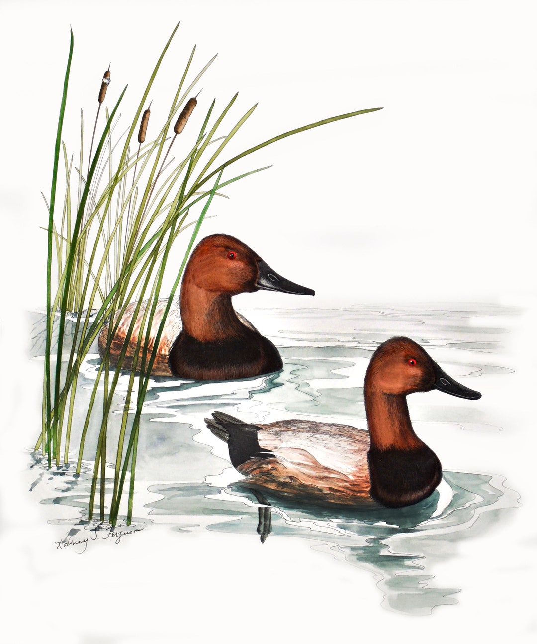 Red Head Duck Art Print for Wall Decor Duck Art Lover of Watercolor ...