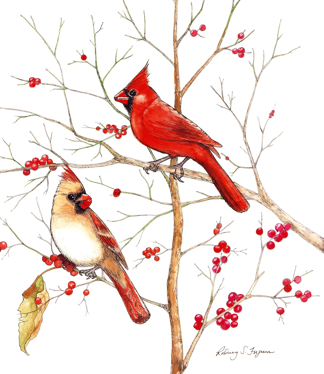 Red Cardinal Print for Audubon Wall Decor Bird Art Lover of Watercolor ...