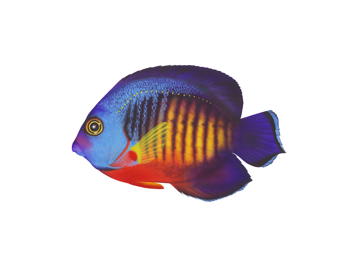 Dusky Angelfish Print for Tropical Fish Wall Decor Blue Surgeon Fish ...