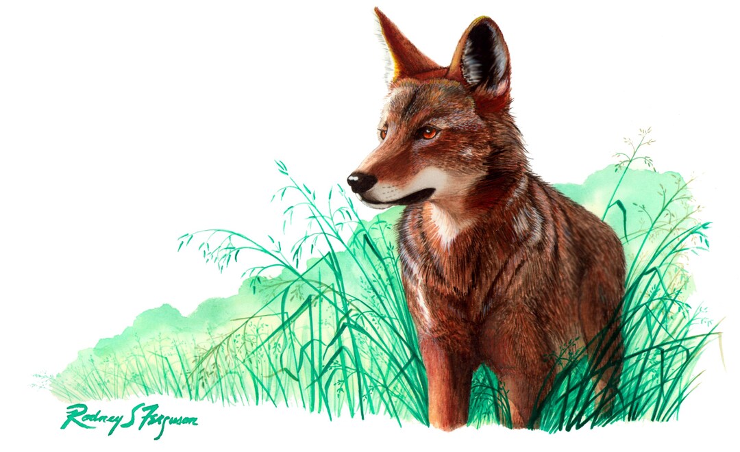 Eastern Red Wolf Art Print Gift of Endangered Wolf Watercolor ...