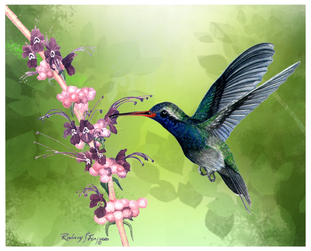 Broad Billed Art Print of Hummingbird Wall Decor Picture for Gift for ...