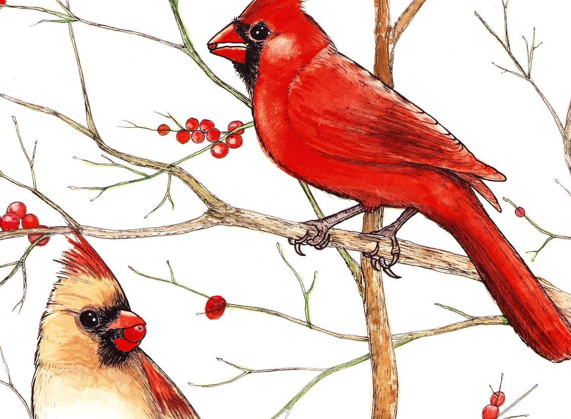 Red Cardinal Print for Audubon Wall Decor Bird Art Lover of Watercolor ...
