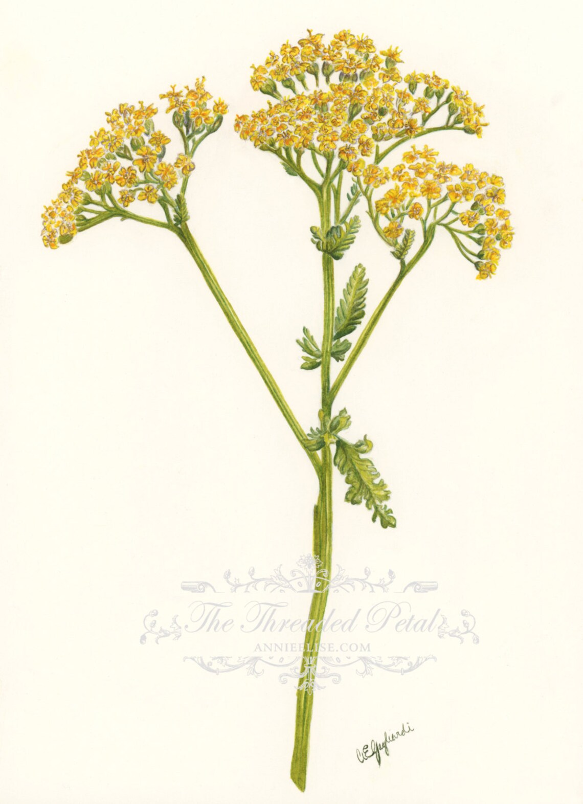 Yarrow botanical Watercolor Fine art print | Etsy