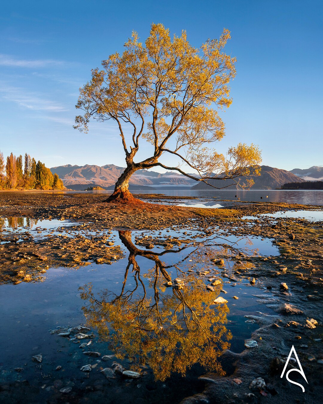 Wanaka Tree Print: New Zealand Photography, Lake Wanaka Art - Etsy