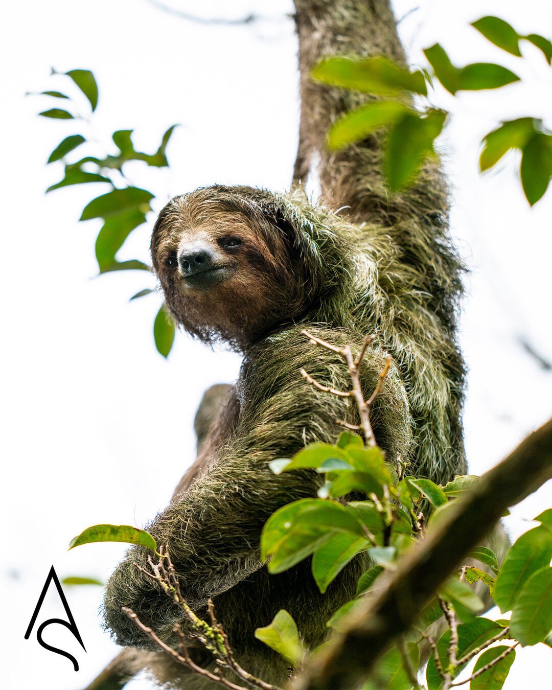Sloth | Costa Rica Gift | Animal Lover Gift | Wild Animal | Photography ...