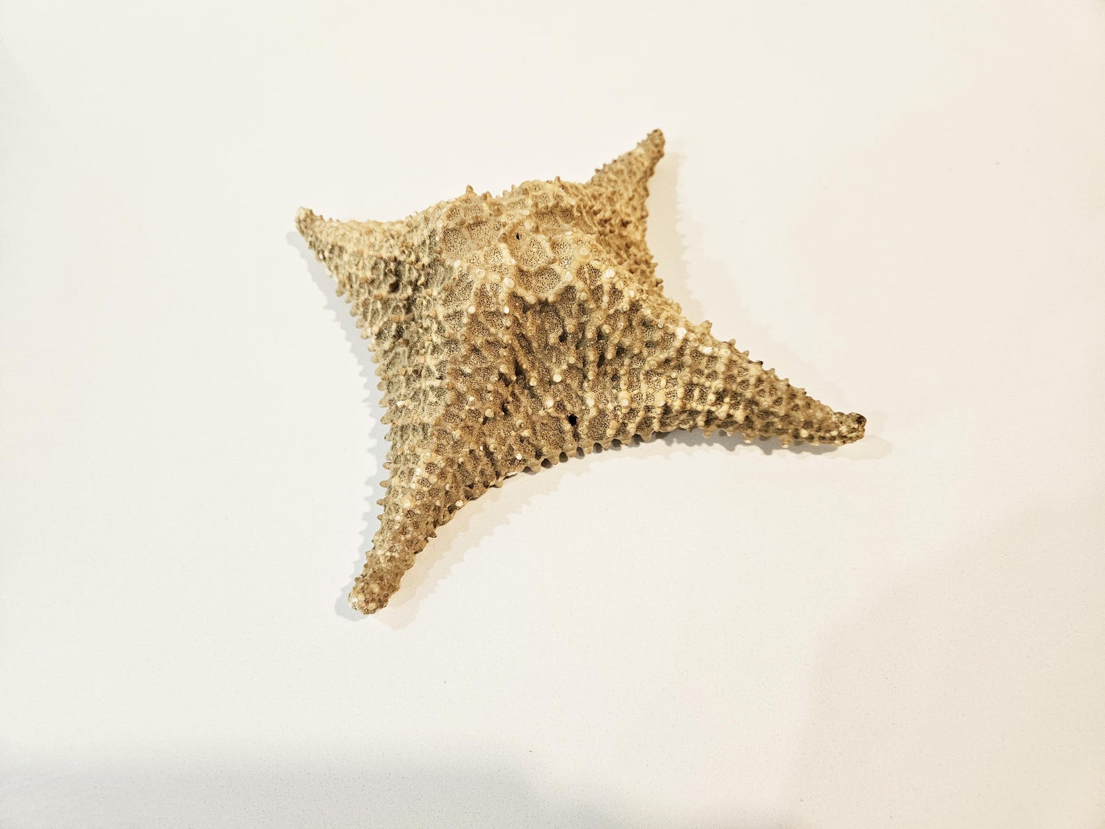 Extremely RARE 4 Point Starfish - Large Dried Raised Starfish 9" X 3 ...
