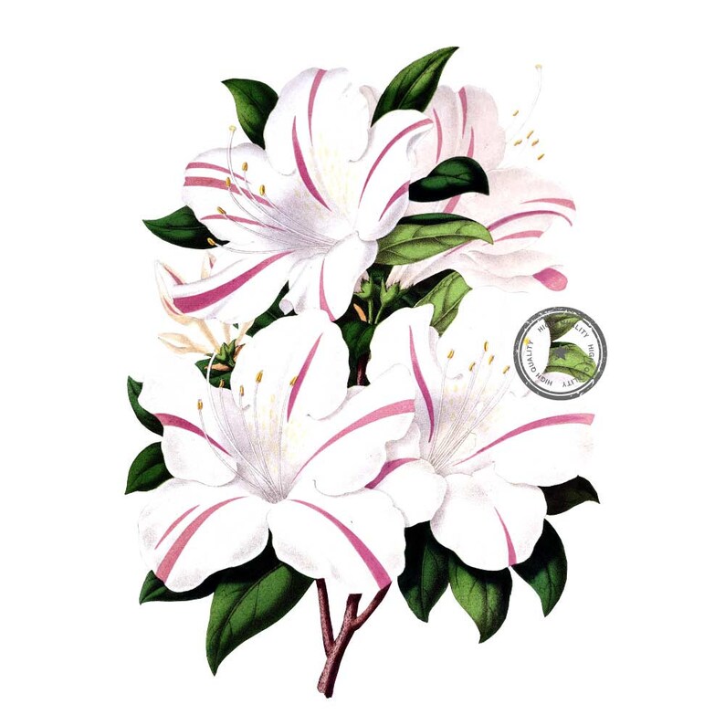Azalea Flower Clip Art Vintage Clipart White Floral - Etsy Australia