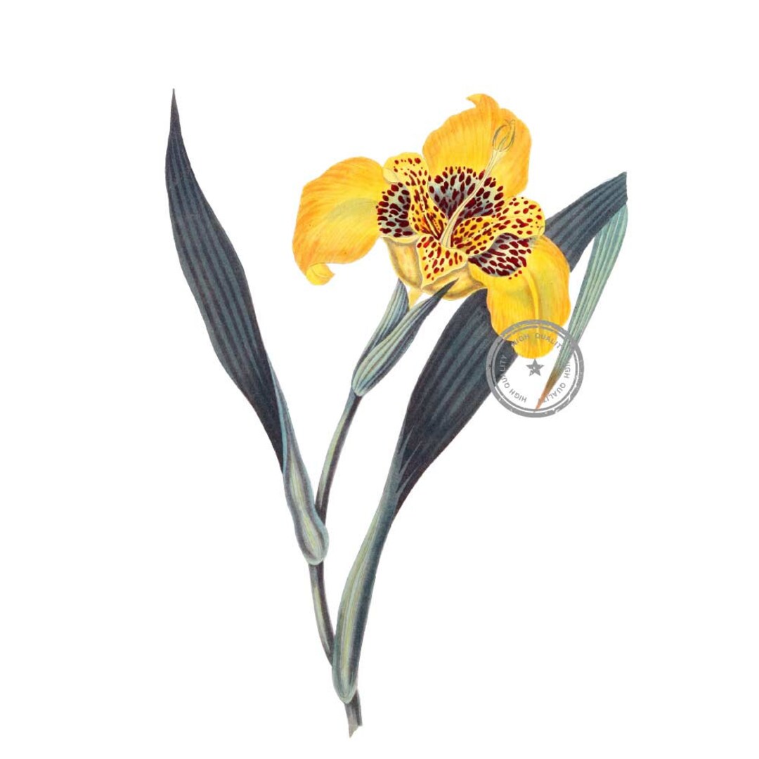 Yellow Flower Clip Art- Vintage Floral Clipart- Tigridia Pavonia ...