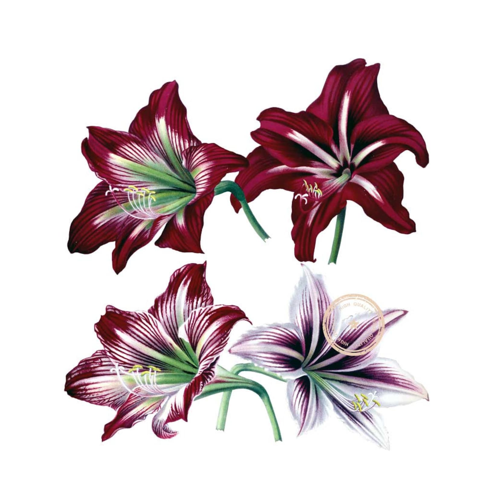 Amaryllis Flower Clip Art- Vintage Clipart- Floral Botanical ...