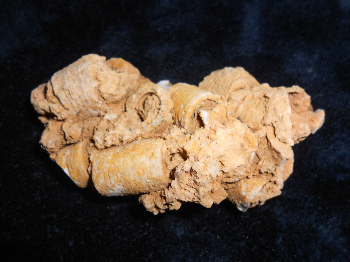 Large FOSSIL CRINOID STEMS From Tennessee320 Million Years - Etsy