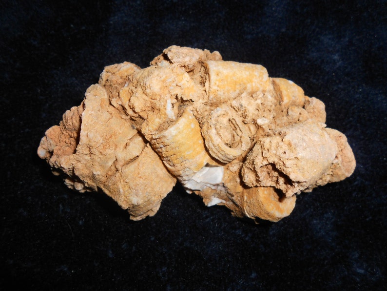 Large FOSSIL CRINOID STEMS From Tennessee320 Million Years - Etsy