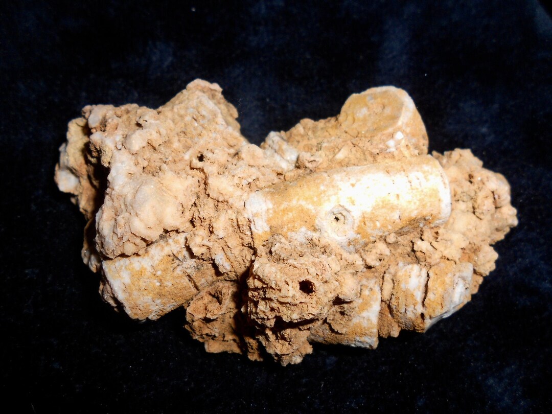 Large FOSSIL CRINOID STEMS From Tennessee320 Million Years - Etsy