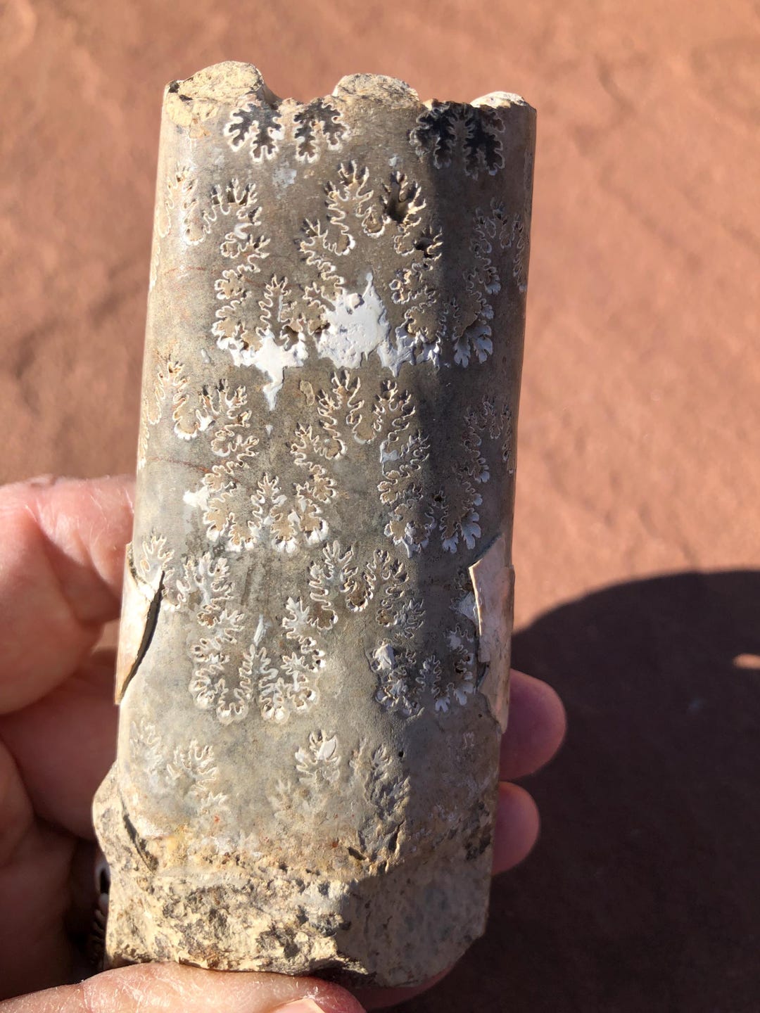 FOSSIL Baculite*bear Paw Shale, Montana*cretaceous Age*80 Million Years ...