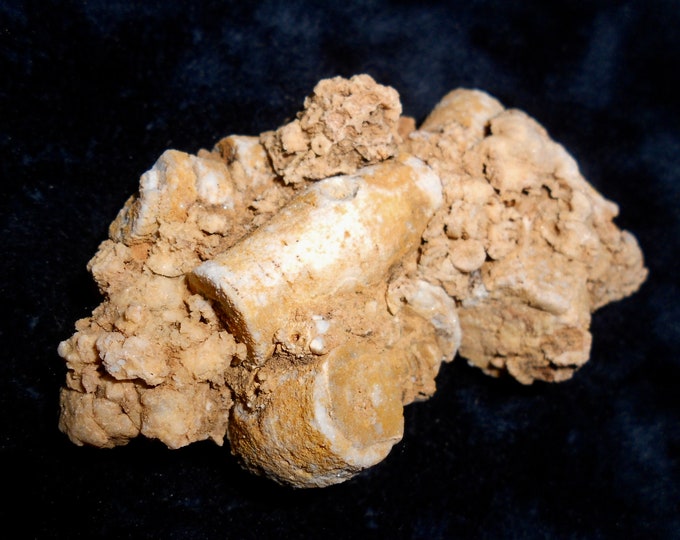 Large FOSSIL CRINOID STEMS From Tennessee320 Million Years Oldfor ...