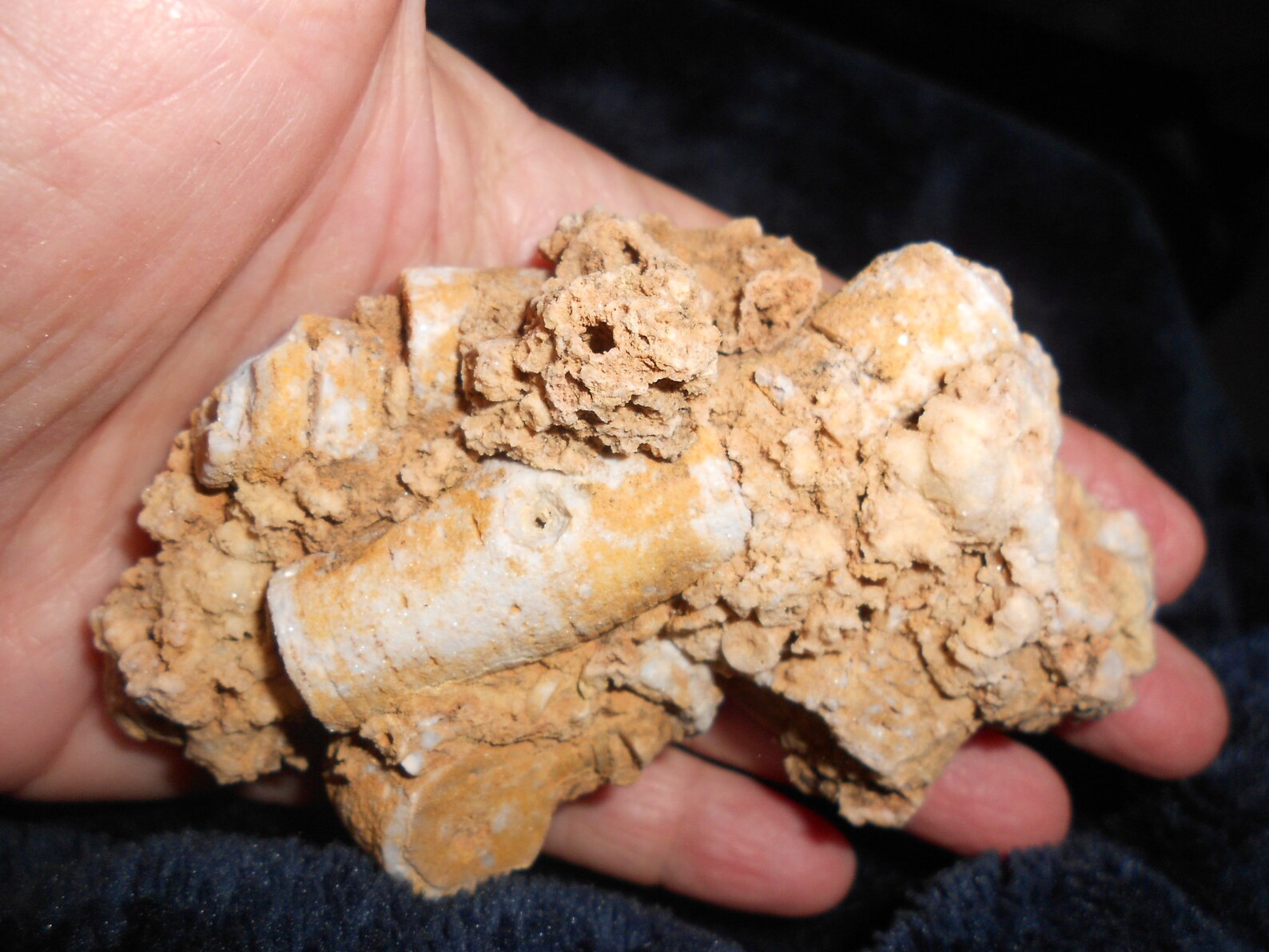 Large FOSSIL CRINOID STEMS From Tennessee320 Million Years - Etsy