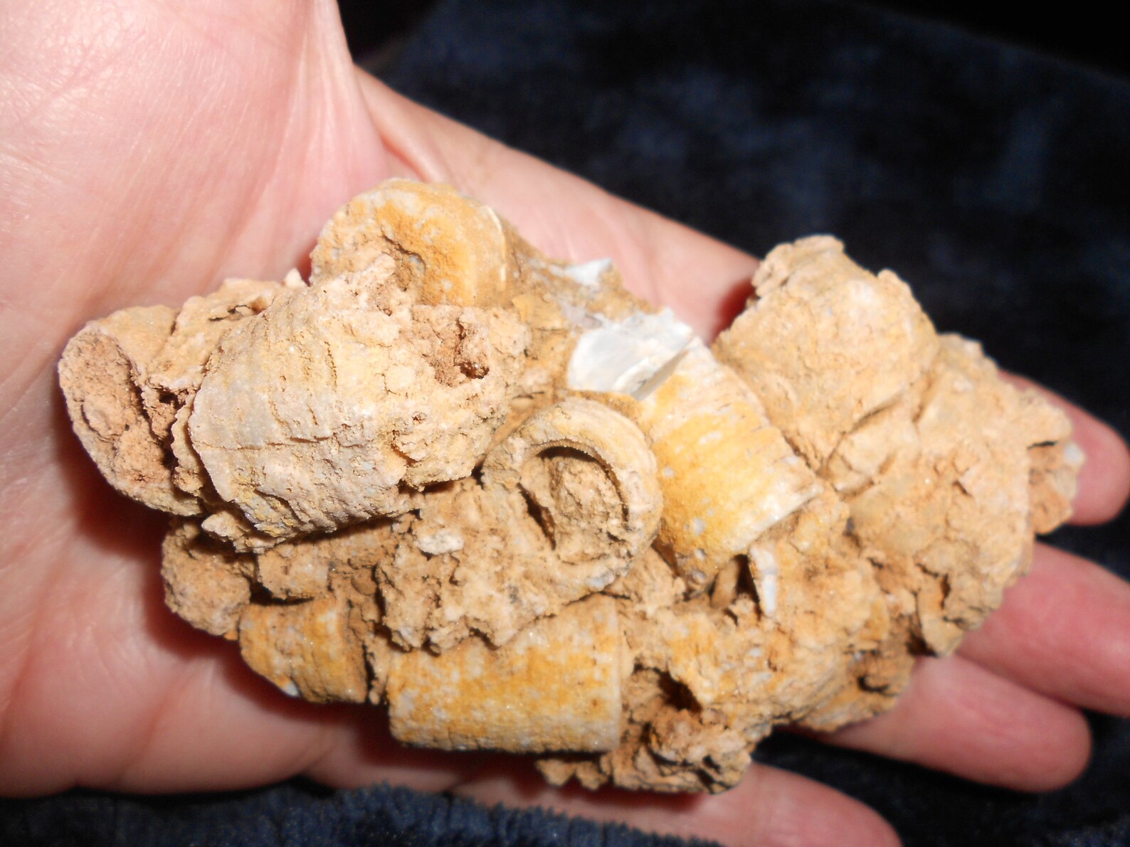 Large FOSSIL CRINOID STEMS From Tennessee320 Million Years - Etsy