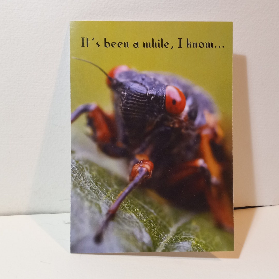 Cicada Returns Greeting Card Drop A Note Hello - Etsy