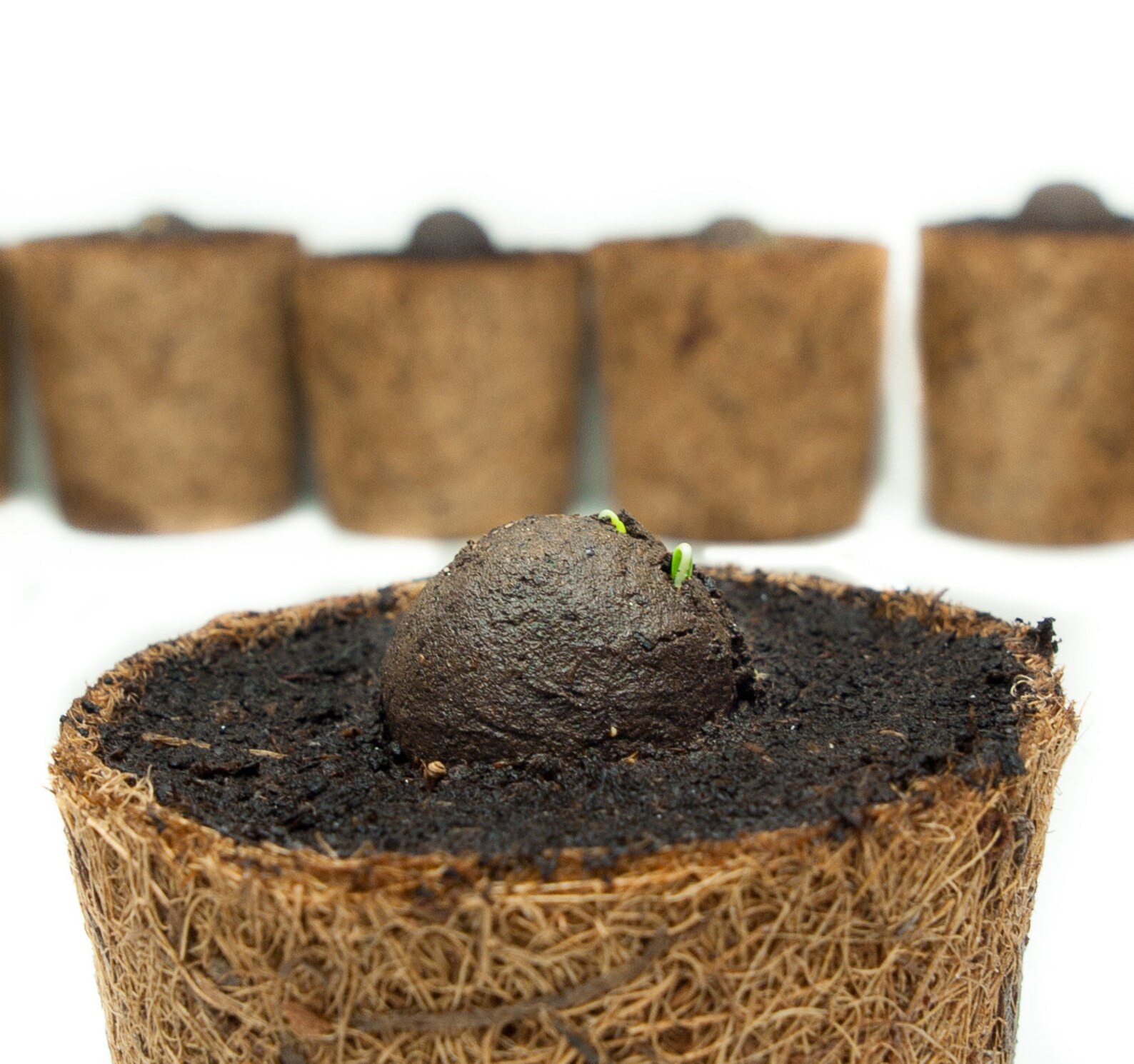 Seed Bombs Kit Seedbomb DIY Kit by The Urban Gardener | Etsy