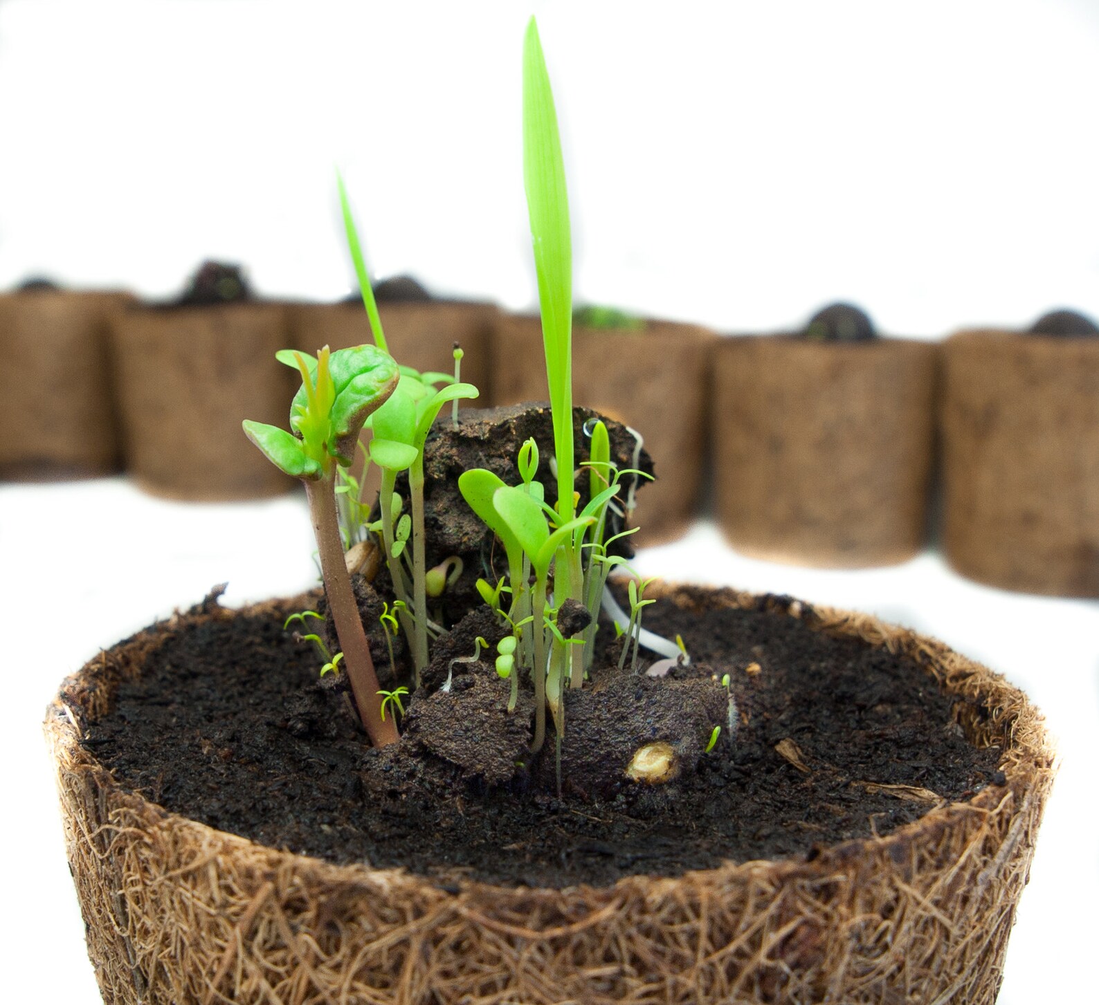 Seed Bomb Kit Seedbomb DIY Kit by the City Gardener | Etsy