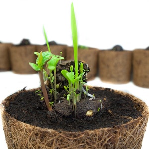 Seed Bomb Kit | Seed Bomb DIY Kit From Die Stadtgärtner | Contains ...