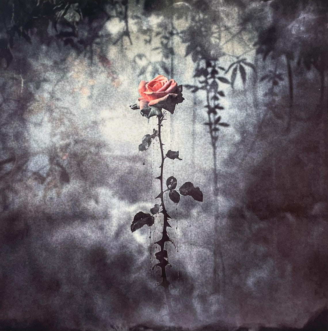Floating Haunted Rose #1, Wall Art, AI Art, Digital Prints - Etsy