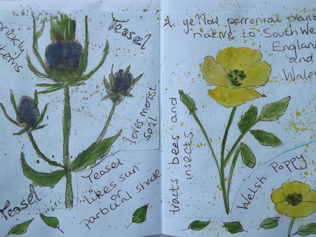 Mini Nature Zine. Watercolour With Pen and Ink. Overlayed With More ...