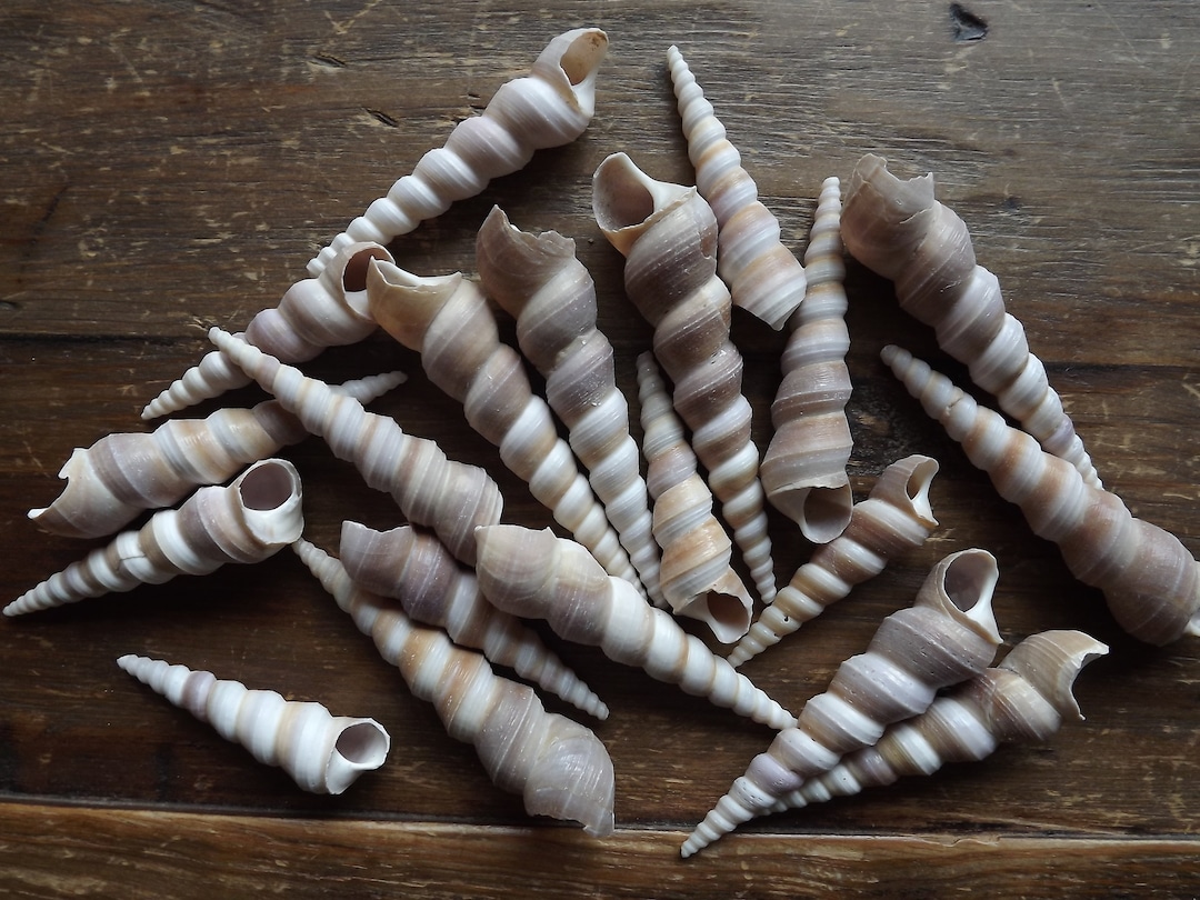 Natural Sea Shells, Craft Sea Shells, Ocean Art/craft. Room Decor ...