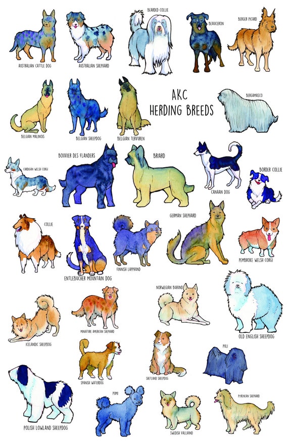 Herding Dog Breed Chart
