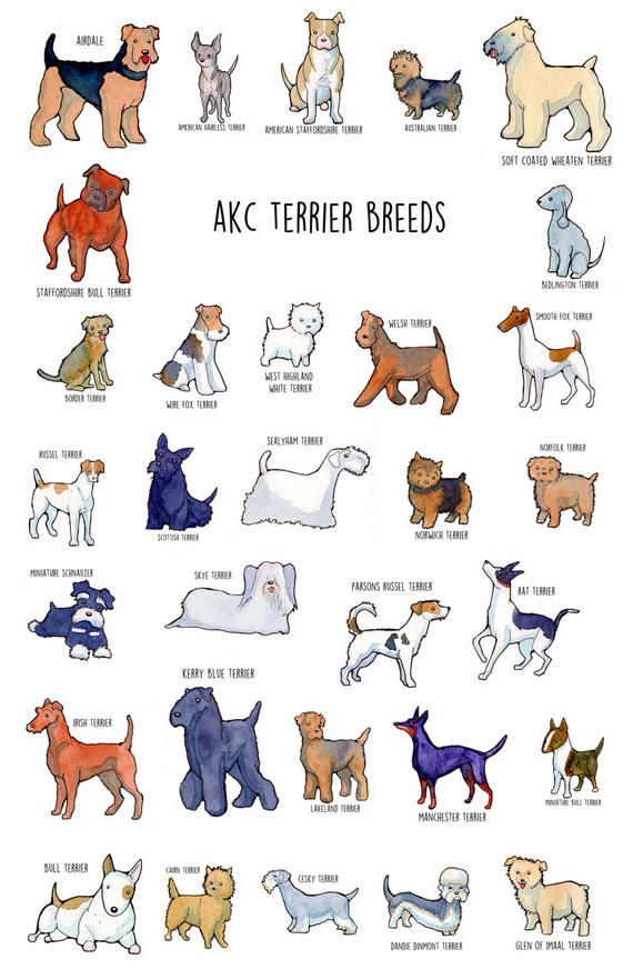 What Breeds Are In The Terrier Group