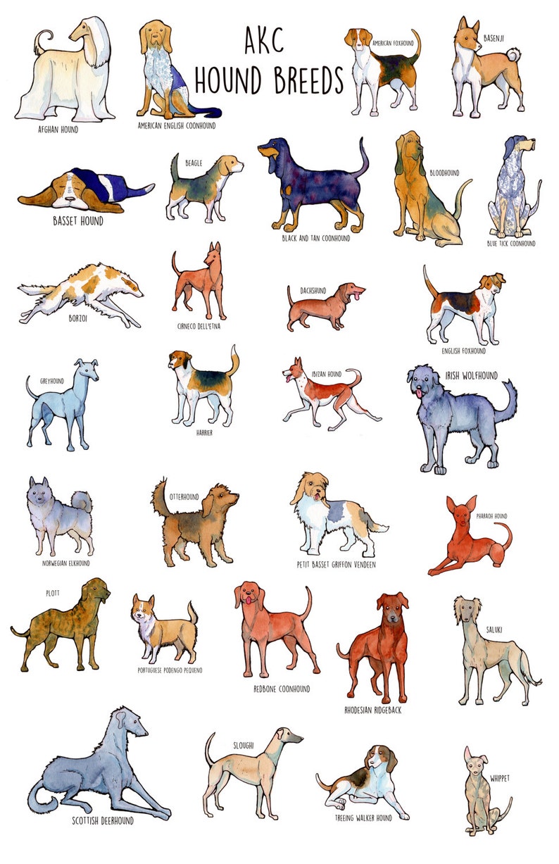Póster de perros AKC Hound Group - Etsy México