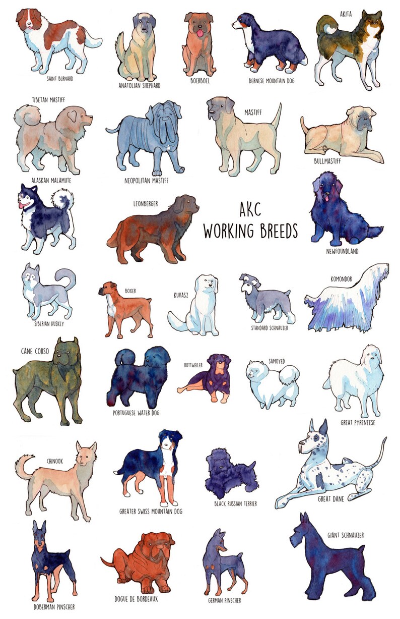 Poster of AKC Working Group - Etsy