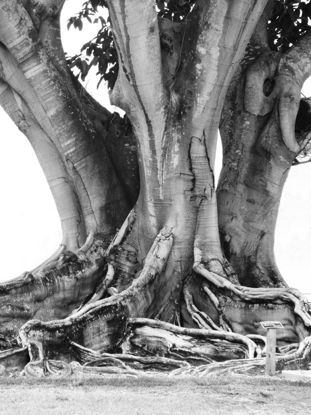 Banyan Tree 1 - Tracy Badham Photography - Original Fine Art ...