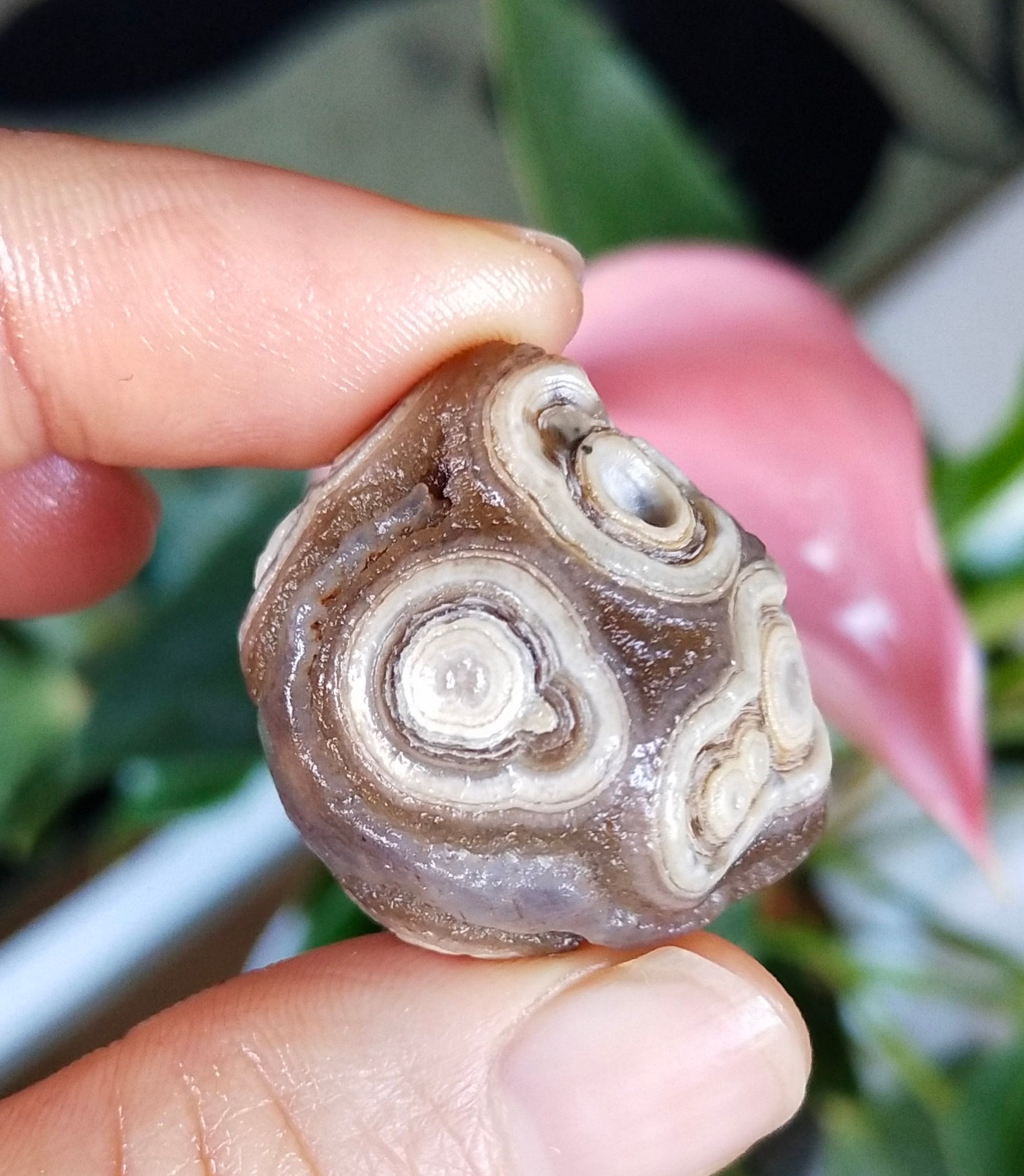 High Grade Gobi Eye Agate 27x24x22mm Specimen 55 - Etsy