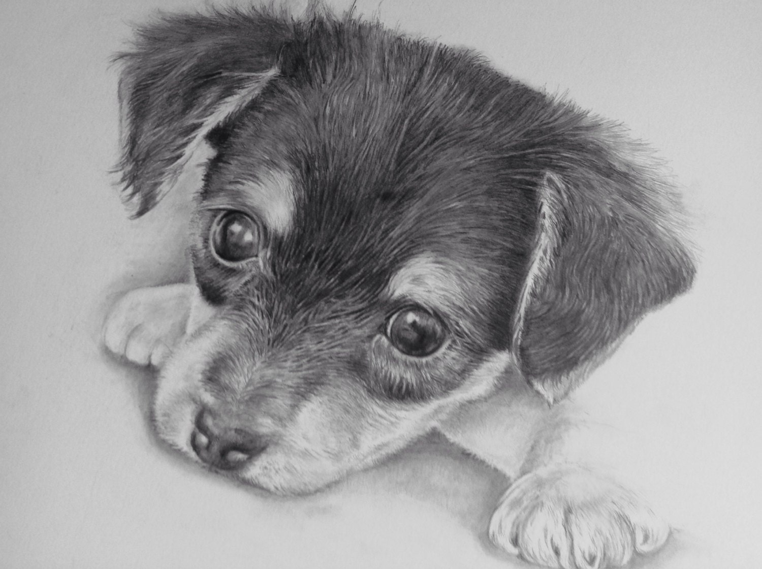 Yorkie Pup lápiz perro retrato dibujo de lápiz original | Etsy