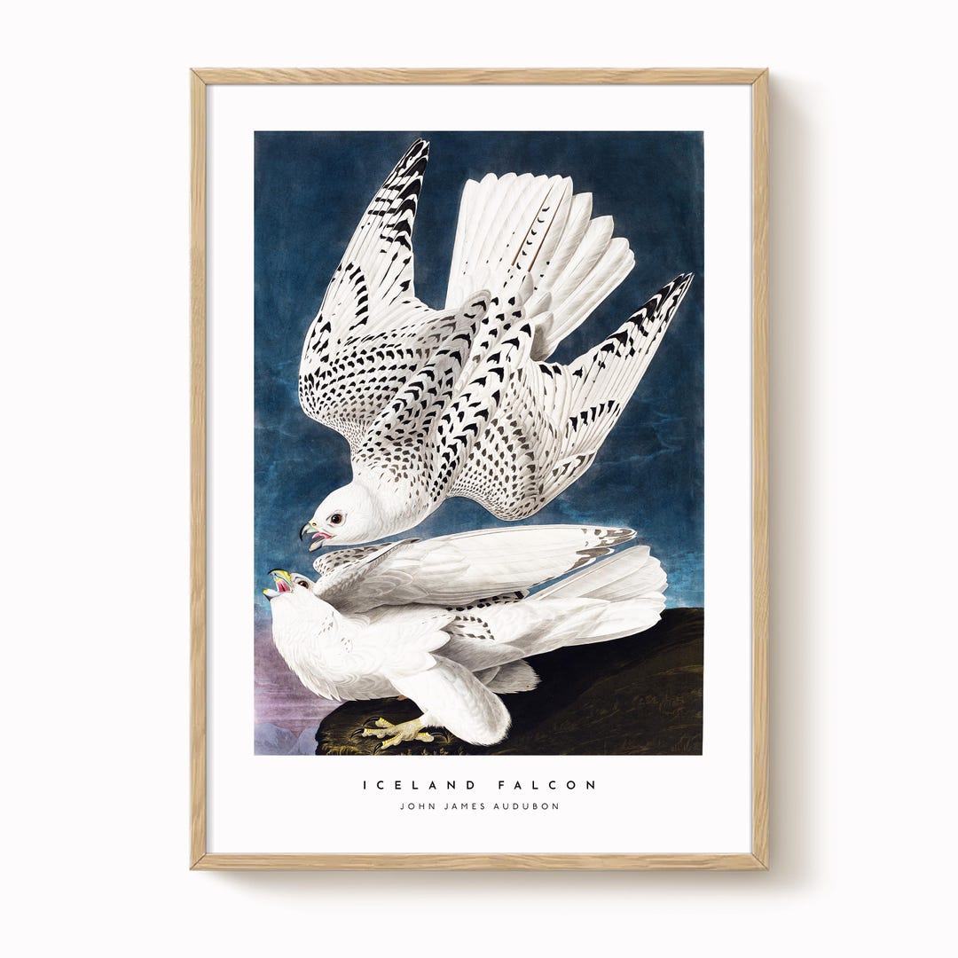 Iceland Falcon Vintage Bird Print – Antique-style Ornithology Art ...