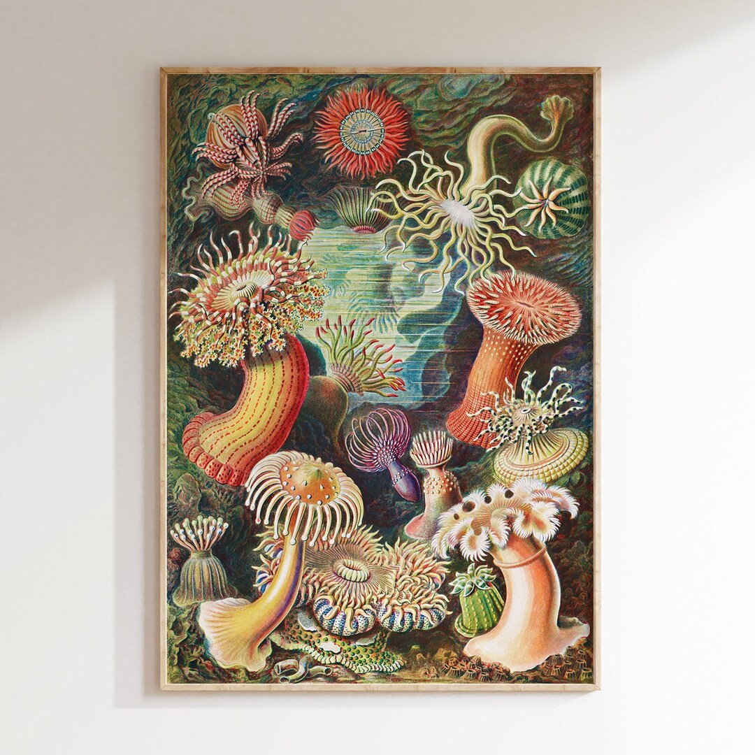 Haeckel, Vintage Sea Life Print, Actiniae Seeanemonen, Kunstformen Der ...