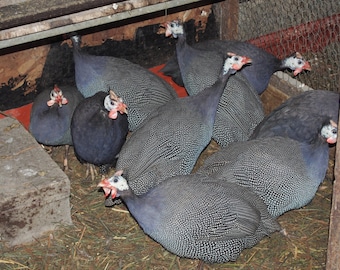 9 Fresh Unwashed Free Range Royal Purple, Pearl, Pied Guinea Hen Farm ...