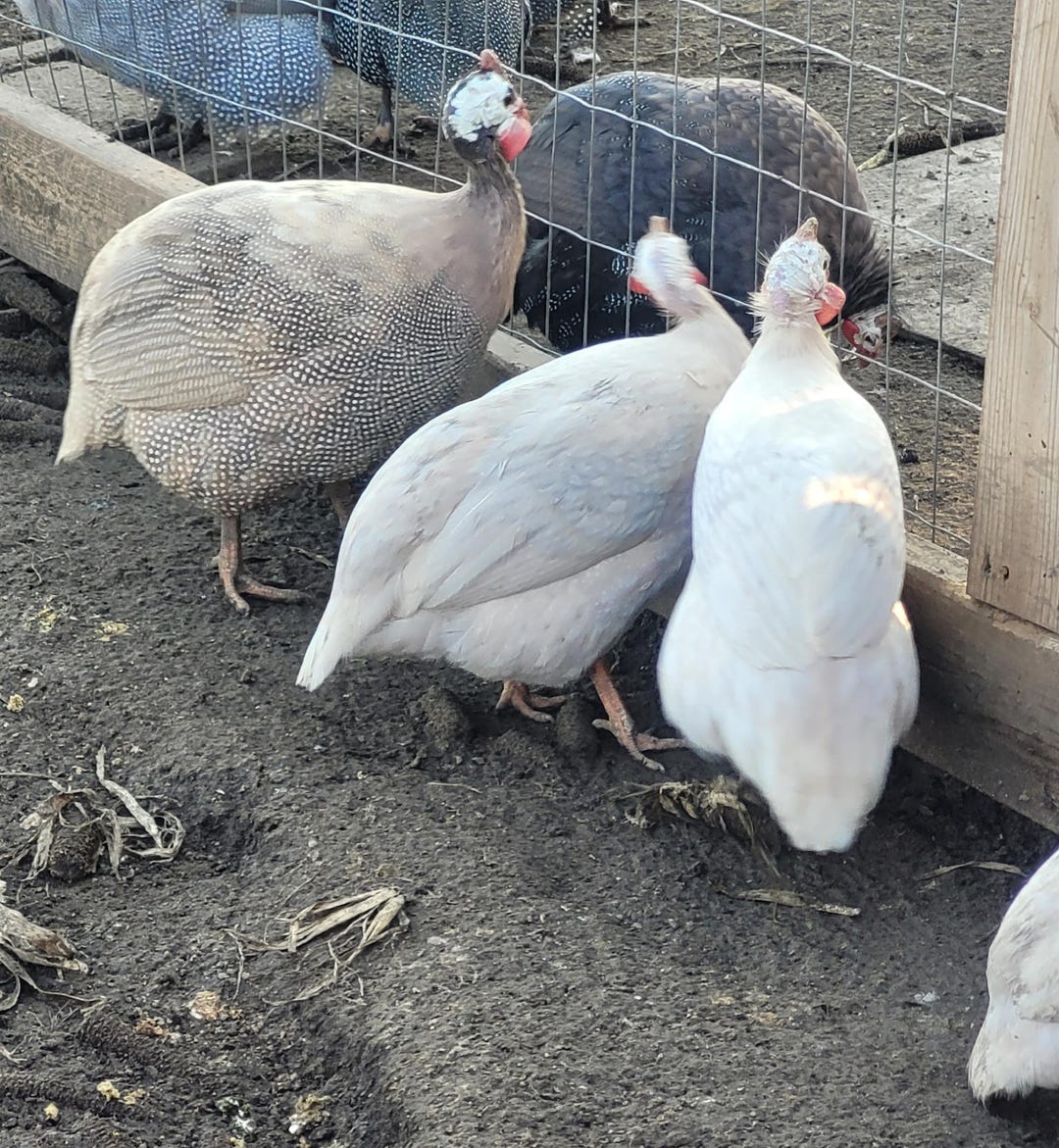 12 Farm Fresh Unwashed White, Buff Brown, Chocolate, Opaline, Blonde ...