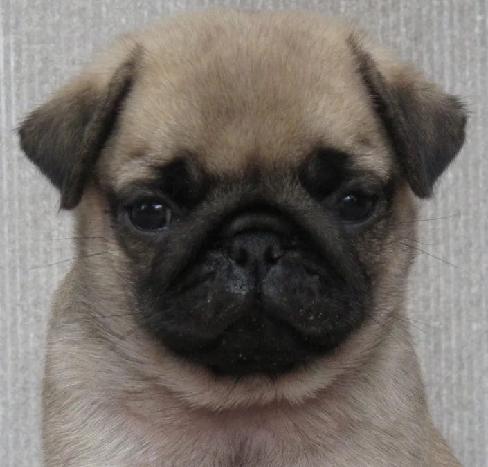 Pug Puppy Embroidery Design for Dog Lovers. Design for | Etsy