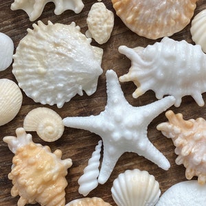 Hard Candy Edible Sugar Shells - Very Detailed - Cupcake or Cake Topper ...